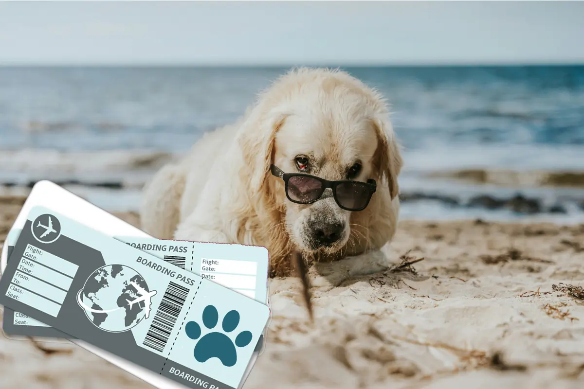 Flight ticket for dogs (2026 Prices in Europe) | Pet Abroad