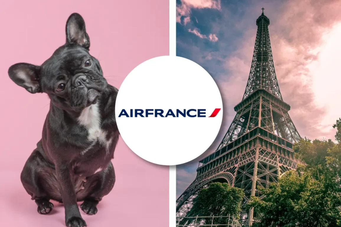 Air France pet policy: cabin, hold, cost & more | Pet Abroad