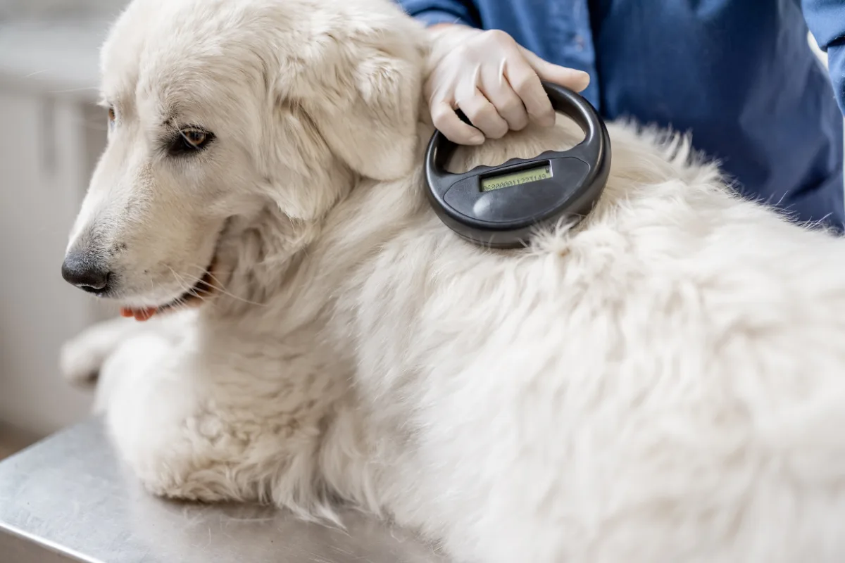 Pet microchip for travel | ️ What you need to know
